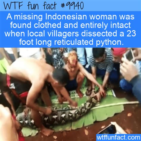 Wtf Fact Woman Found Inside Python