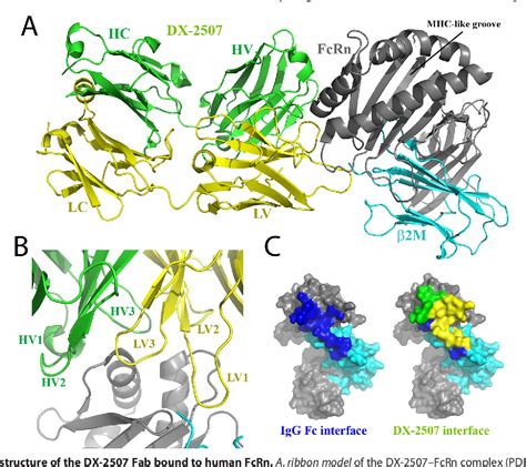 Figure 1 From Structural Basis For Ph Insensitive Inhibition Of Immunoglobulin G Recycling By An
