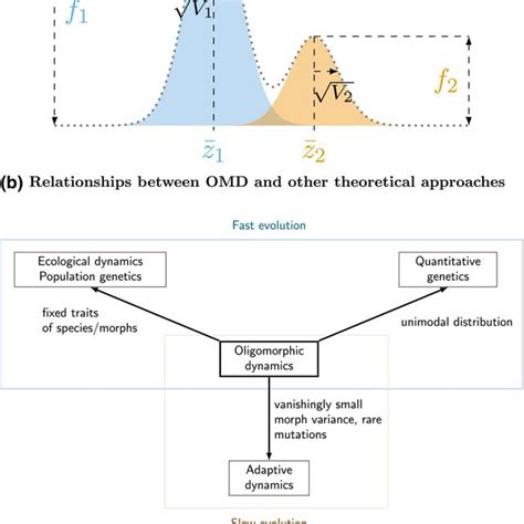 Omd In A Nutshell A The Full Trait Distribution ϕzt Phi Download Scientific Diagram