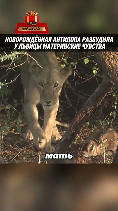 Львица усыновила малыша антилопы #аnimals #животные - YouTube