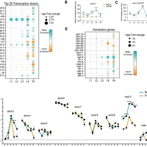 Neuronal Sexual Identity Influences Ins 39 Spatial Localization A