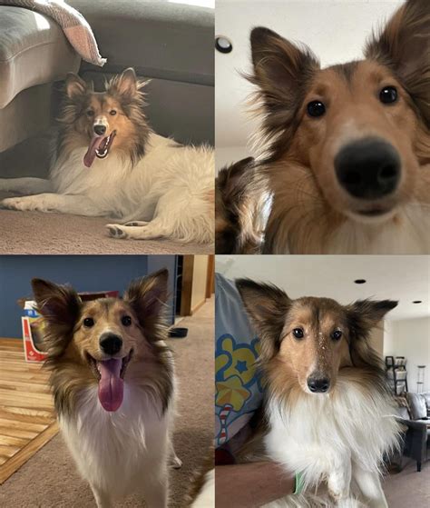A Long Sappy 1st Birthday Post To My Litter Mates🤎 R Sheltie
