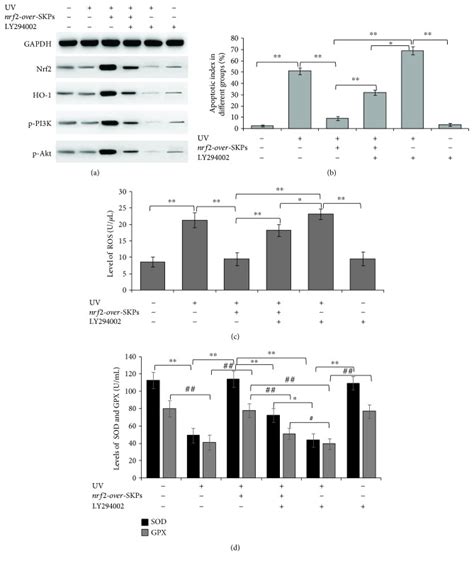 Nrf2 Overexpression For The Protective Effect Of Skin Derived