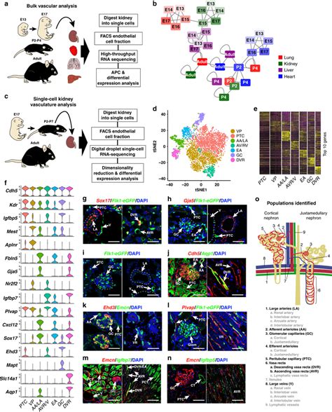 Rna Sequencing
