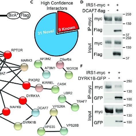 Bioid Identification Of Irs1 Proximity Interactors A Irs1 Domain Download Scientific Diagram