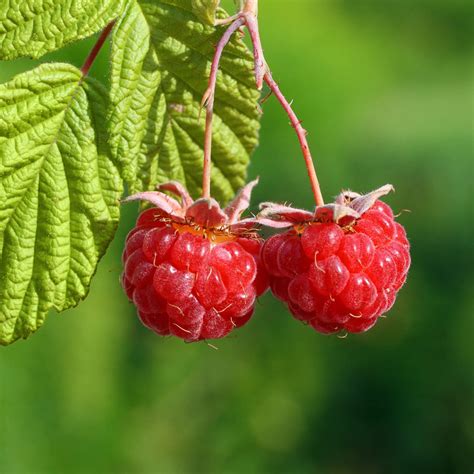 Red Raspberry Seeds Rubus Idaeus Tasty Nutritious H2fsdfruit Rich In Vitamins Garden Patio Red Raspberry Seeds Rubus Idaeus Tasty Nutritious H2fsdfruit Rich In Vitamins Garden Patio