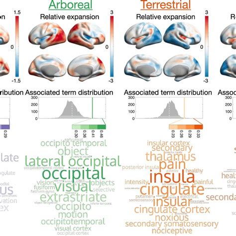 The Correlation Structure Between Expansion Patterns Associated With