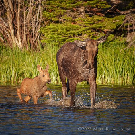 Tiny Moose Twins And More Mike Jackson Photography