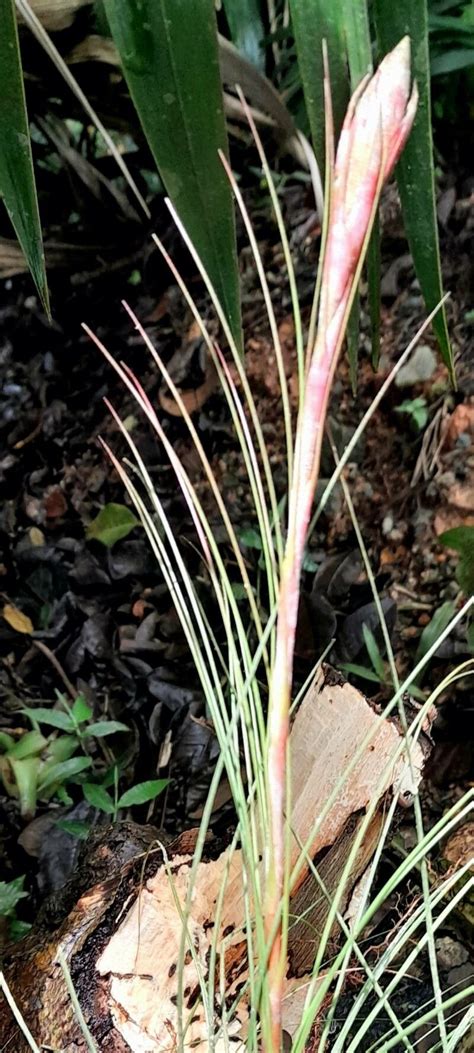 How To Grow Tillandsia Juncea Earthone