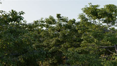 E Cycles The Fastest Render Engine For Blender 3 2 Release Available Now 1004 By