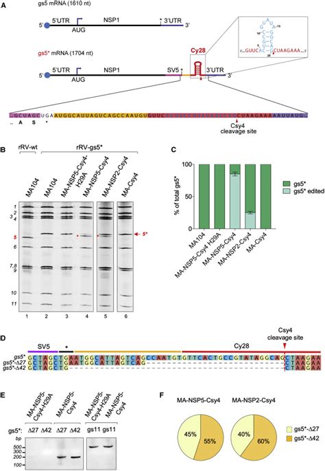 Crispr Csy4 Mediated Editing Of Rotavirus Double Stranded Rna Genome Pmc Crispr Csy4 Mediated Editing Of Rotavirus Double Stranded Rna Genome Pmc