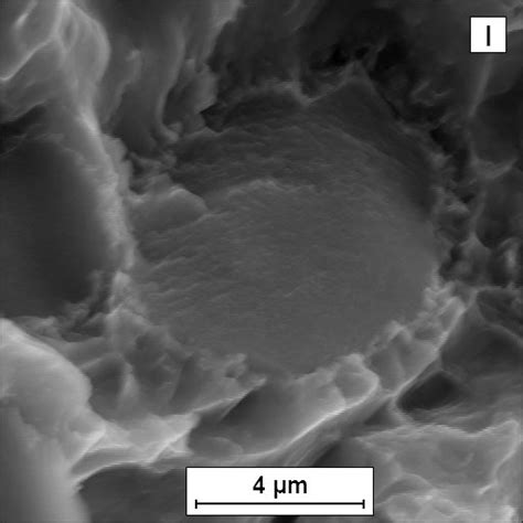 Sem Micrograph Showing The Microstructure Of A Polished Cross Section Download Scientific