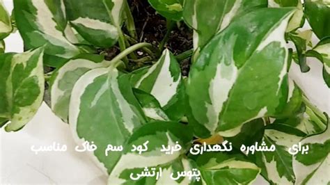 خرید فروش روش دلیل راه های شرایط بهترین ترکیب آموزش تکثیرخاک مناسب