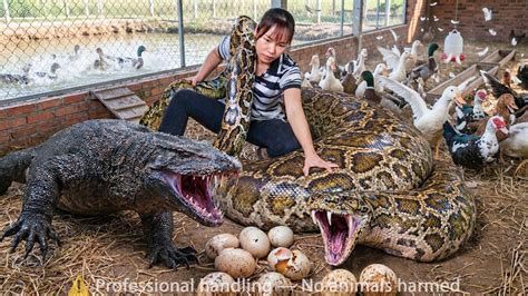 72 Hours Trapped With A Giant Python Giant Python And Komodo Dragon