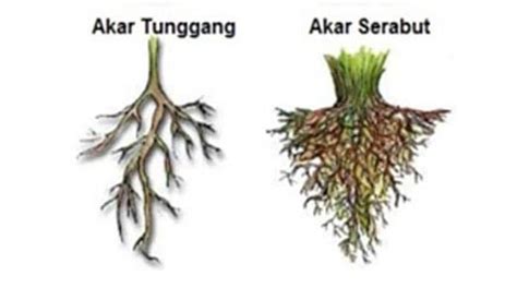 Pengertian Akar Bagian Bagian Akar Jenis Ciri Ciri Dan Fungsi Akar Terlengkap Pelajaran