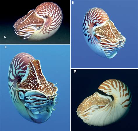Nautilus