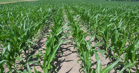 Find Optimum Corn Seeding Rate For Your Farm