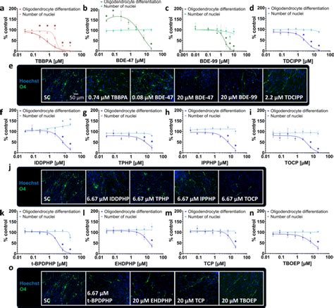 Differentiation Into Oligodendrocytes Npc5 In The Presence And Download Scientific Diagram