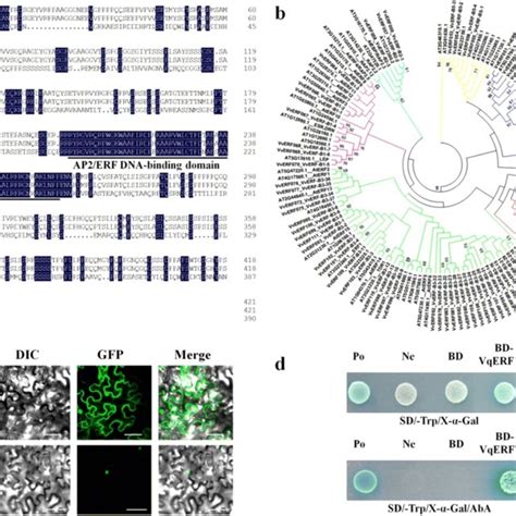 Sequence Alignment Analysis Phylogenetic Analysis And Molecular