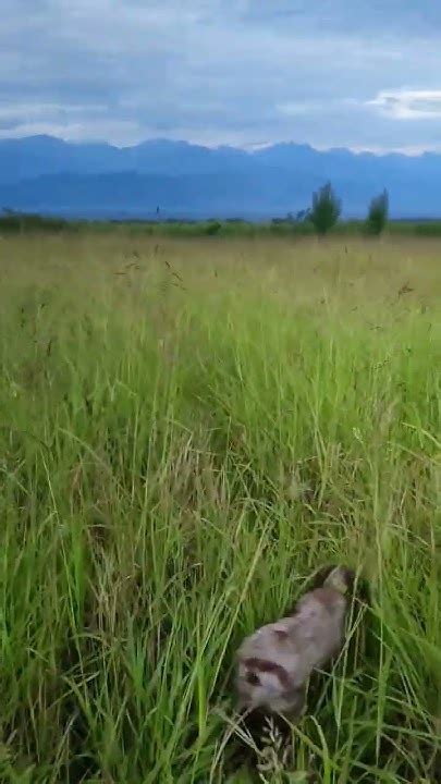 ნადირობის სეზონისთვის მზადება Youtube