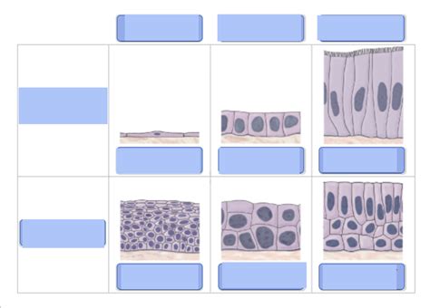 Labeling Cell Types Diagram Quizlet