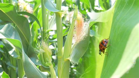 무농약 옥수수 수확까지 3달간의 농사 일기 Youtube