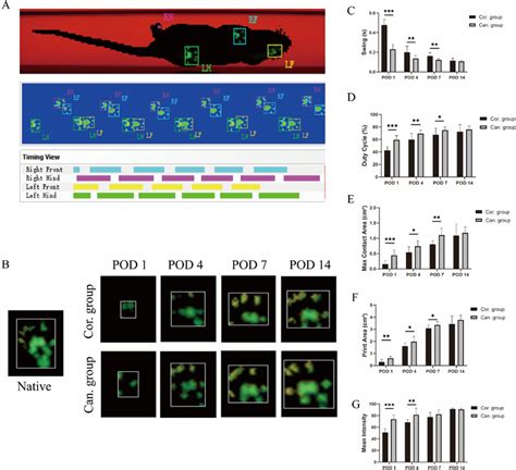 Gait Analysis Using The Catwalk Xt Automated Gait Analysis System A A Download Scientific