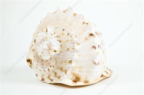 Shell Stock Image C007 2953 Science Photo Library