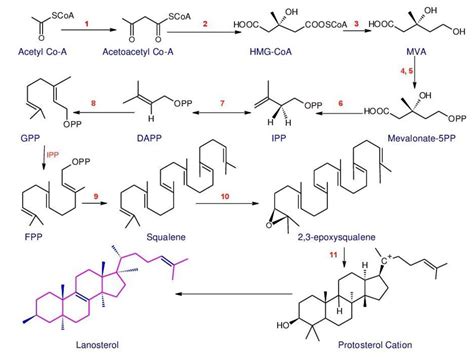 Biomolecules Free Full Text A Review Of Ganoderma Triterpenoids And