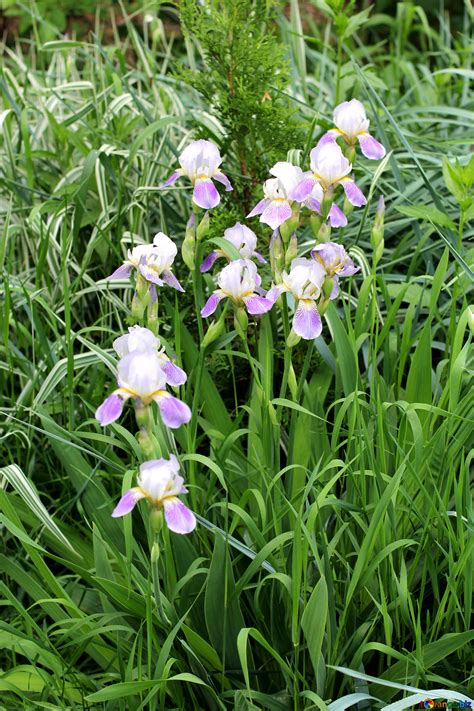 Iris On Bed Free Image № 22345