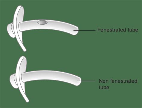 Diferencia entre microsporogénesis y megasporogénesis Prodiffs