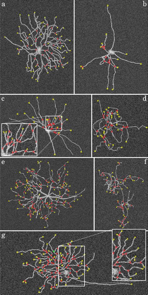 Example Detection Results In Simulated Neuron Images At Snr 4 The Download Scientific