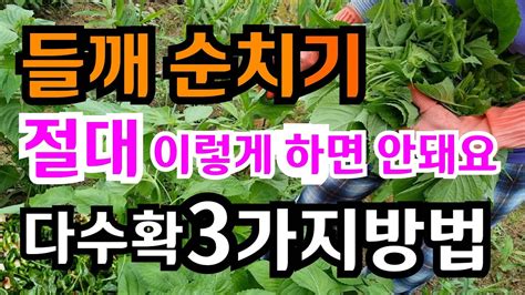 들깨 순치기 절대 이렇게하면 안됩니다 들깨 다수확 3가지 방법과 순친 깻잎 활용하는법 깻잎 하나하나 양념 바르지마세요 깻잎장아찌