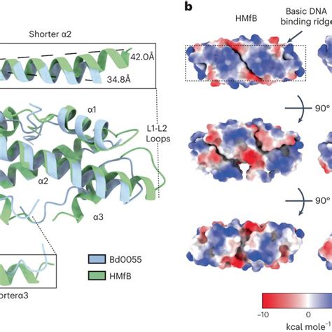 Bd0055 Binds Dna End On And Encases Straight Dna A Crystal Structure Download Scientific