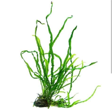 Needle Leaf Java Fern Single Plant Buy 6000 Plants Seeds Pots