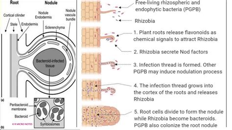 Biochemistry And Genetics Of Nitrogen Fixation In Rhizobium K Rpptx
