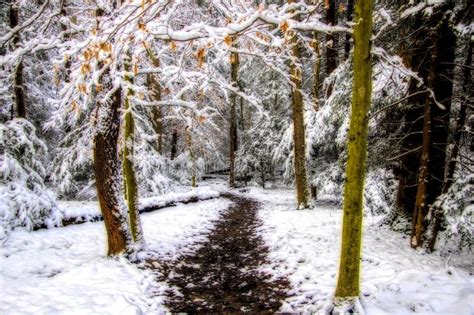 Pathway In The Middle Of Trees Covered In Trees Stock Image Image Of Natural Pathway 177498837