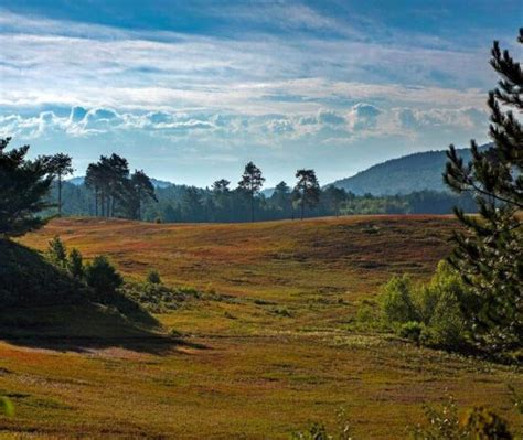 Imaging Spectroscopy Can Predict Water Stress In Blueberry Fields Tech Briefs