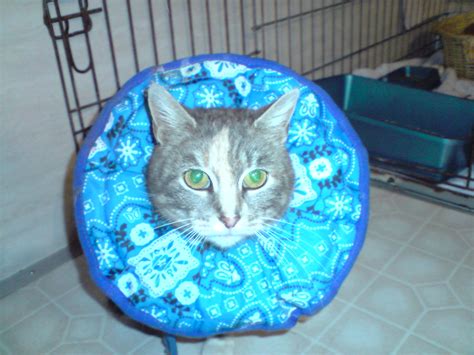 Lorena The Schneider Cataquarium