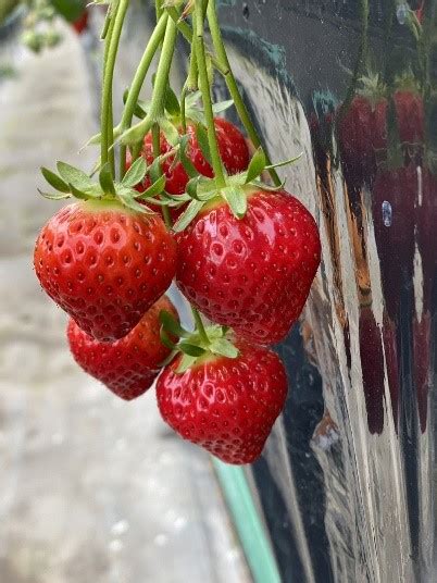 エクソソームとはなんぞや コラム りんくうメディカルクリニック がん治療生活習慣病治療予防医療 がんスクリーニング検査