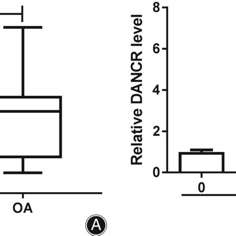 Interaction Of Differentiation Antagonizing Non‐protein Coding Rna