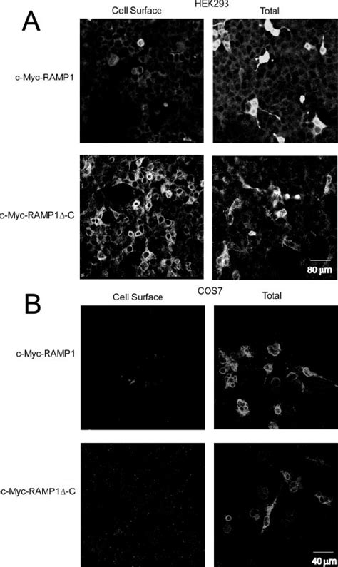 Expression Of C Myc Epitope In Hek293 Cells A Or Cos 7 Cells B