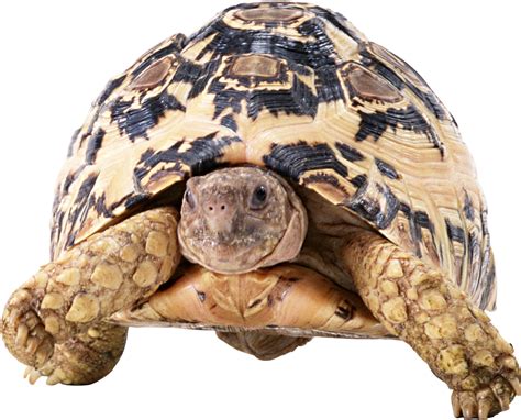 Clipart Turtle Gopher Tortoise Clipart Turtle Gopher Tortoise