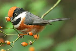 雀形目 Passeriformes 蓝色动物学（中国动物学科普）