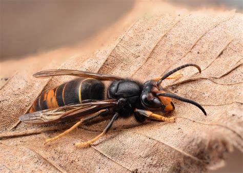 Asian Hornets Are Here And Thats Bad News For Our Bees