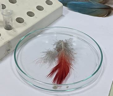 Sex Determination Of Birds Genetech