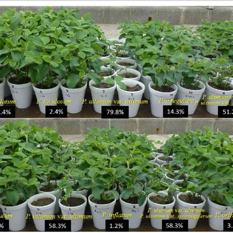 Pathogenicity Test Results Of Pythium Spp In Greenhouse Soybean Seeds Download Scientific