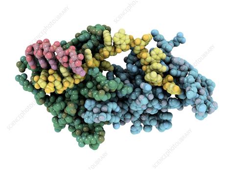 Protozoan Rna Binding Protein Complex Stock Image A6170280