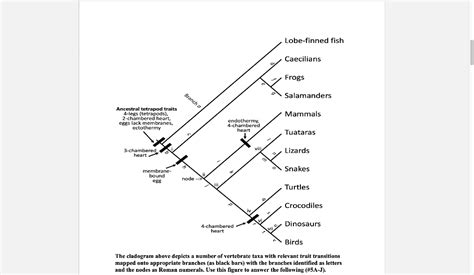 Solved 5g1 Pt Which Node On This Cladogram I Vii