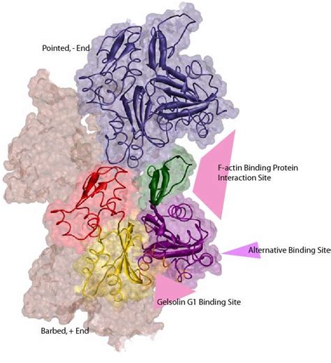 232 Domain Interaction In F Actin Shown Here Are Two Consecutive